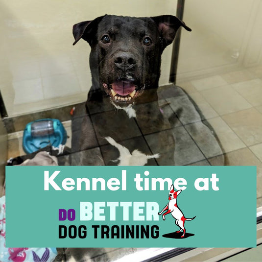 Kennel Time at Do Better Training – Dobettertraining